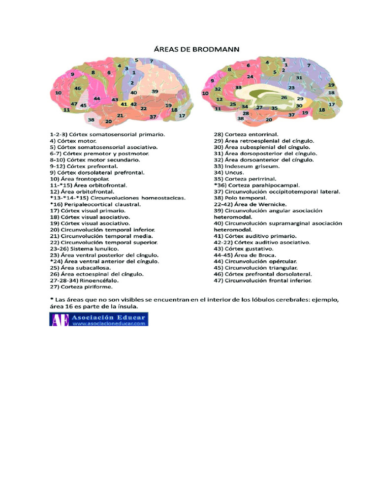 Áreas de Brodmann | PDF