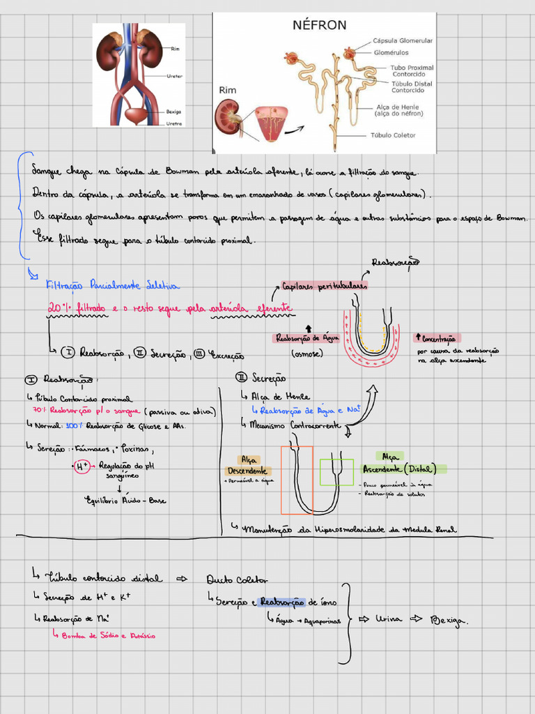 Sistema Renal - 240903 - 202227 | PDF
