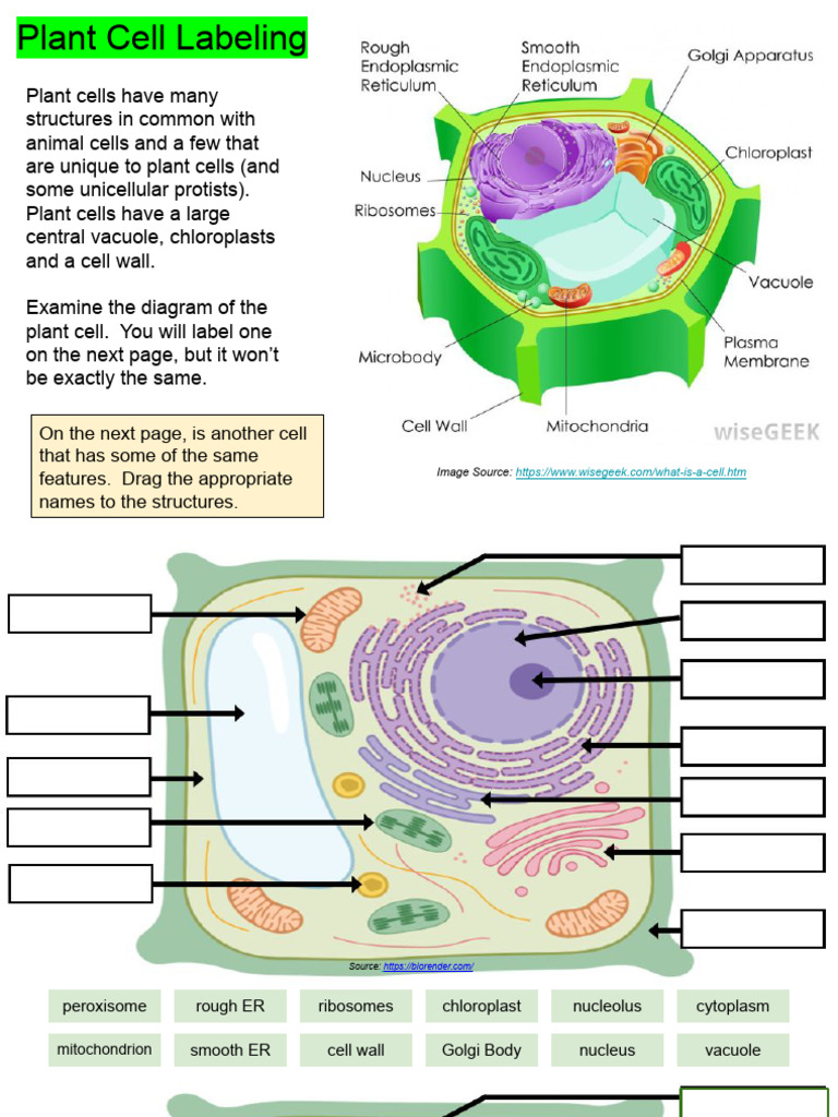 Plant and Animal Cell Labeling Guide | PDF