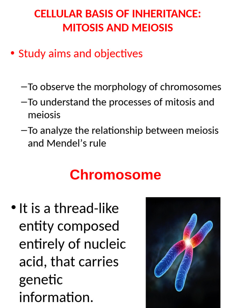 BIOL 153 Lecture 6-7 | PDF | Meiosis | Mitosis