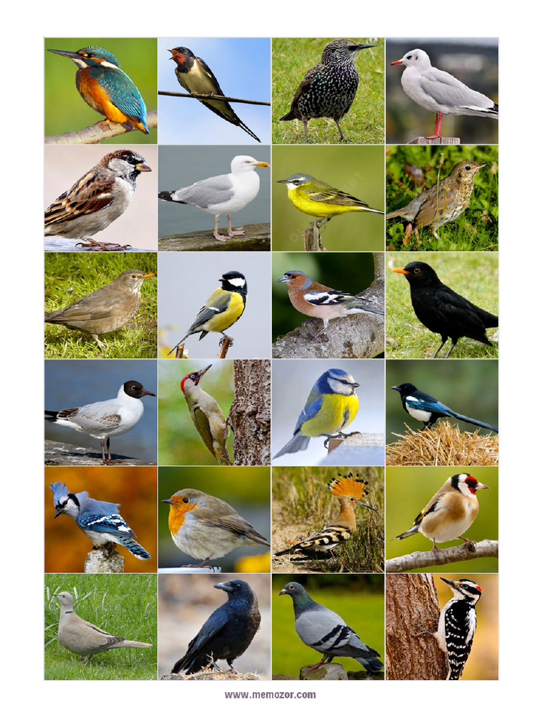 Memorama para Imprimir Las Aves | PDF