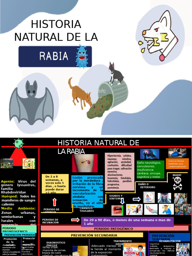 Rabia | PDF | Rabia | Enfermedades y trastornos humanos