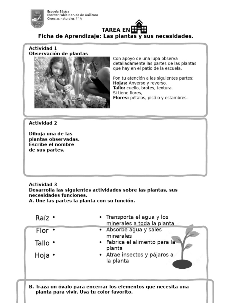 4º Las Plantas y Sus Necesidades-Tarea en Clases | PDF | Flores | Plantas