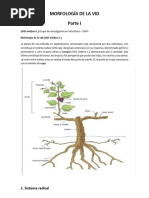 Morfología de Frutos: Silicua y Cipsela | PDF | Fruta | Morfología Vegetal
