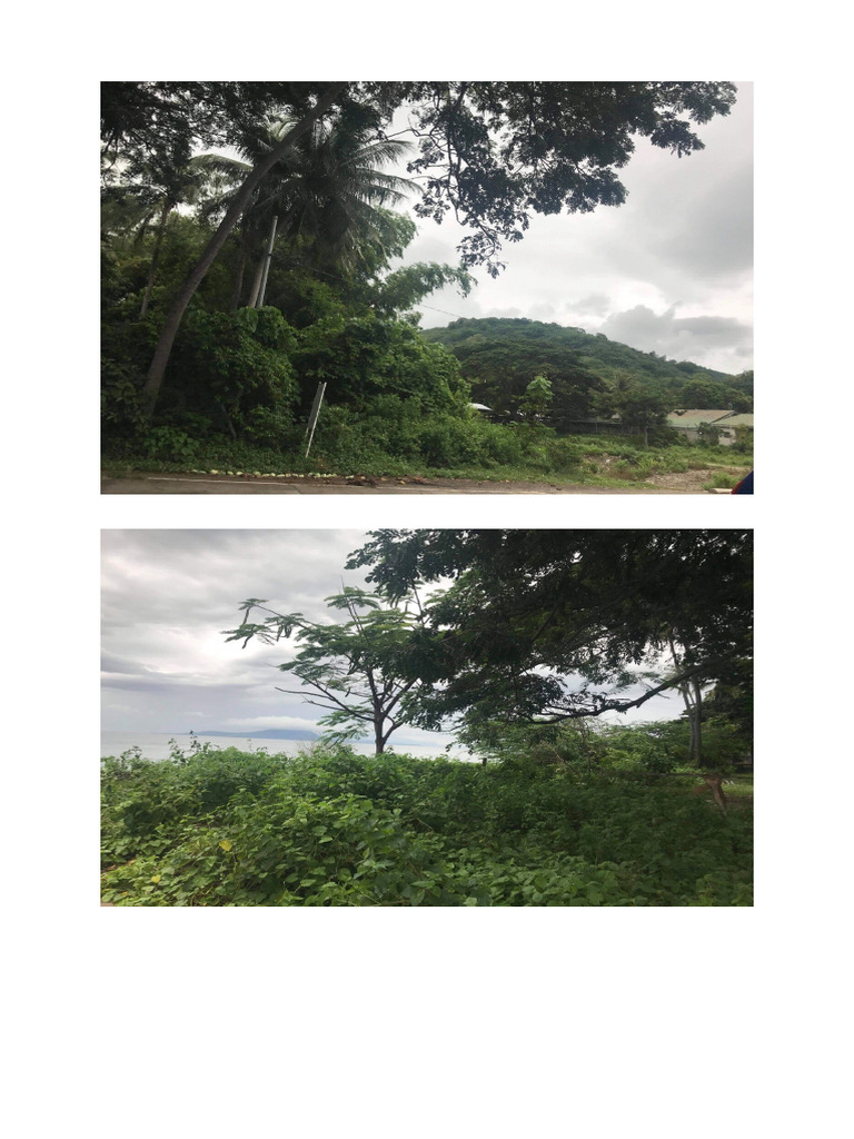 Talahib Pictures1 | PDF