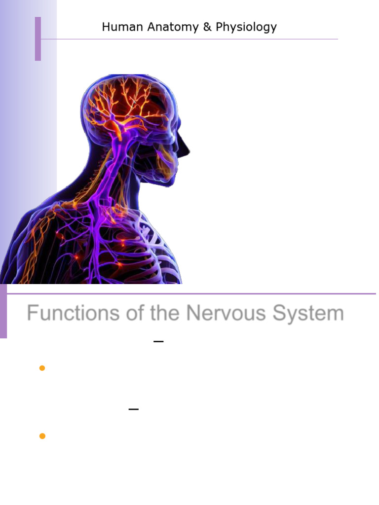 Nervous System Functions & Structure | PDF | Cerebrum | Neuron