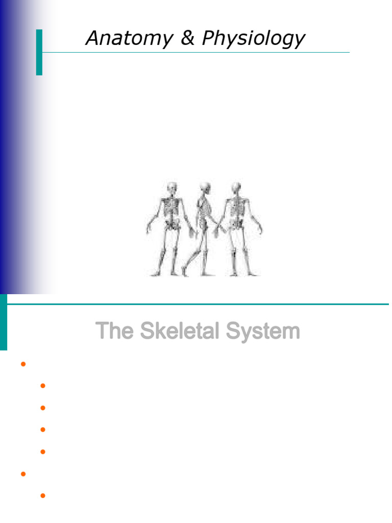 Chapter 4 - Skeletal System | PDF | Vertebra | Skull