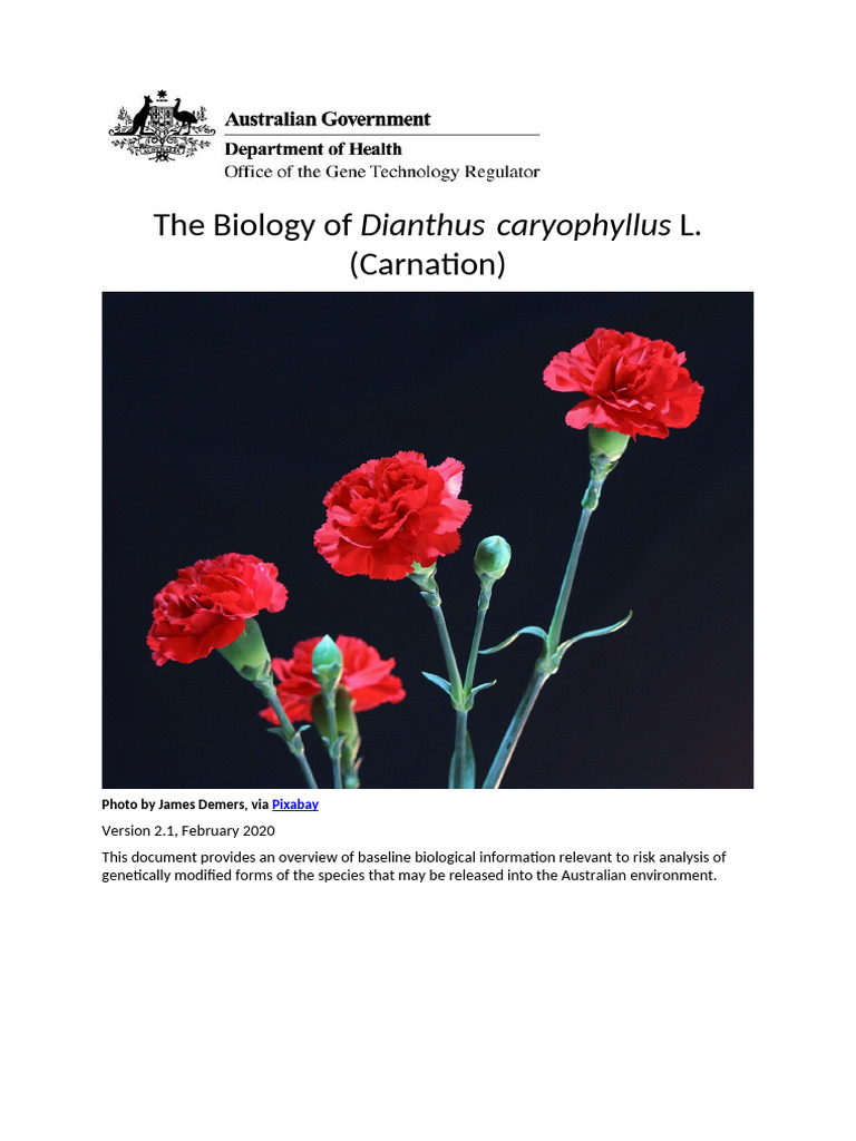 Carnation Toxicity to Cats | PDF | Plant Breeding | Pollination