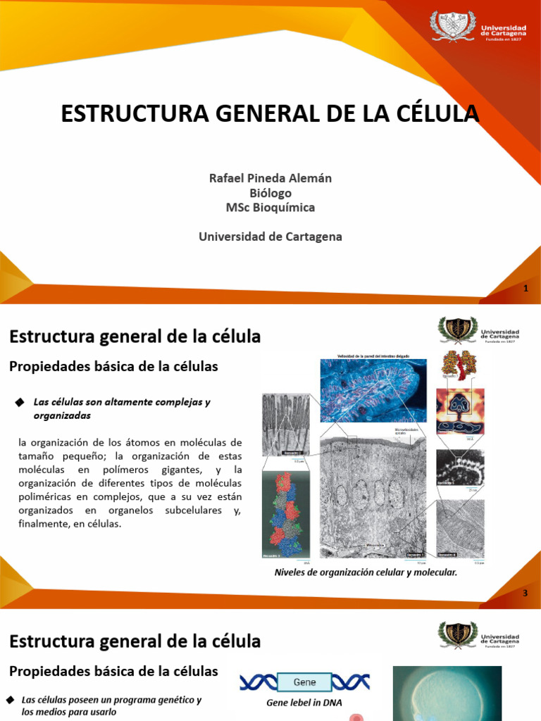 Clase 5. Estructura General de La Celula | PDF | Eucariotas | Biología ...