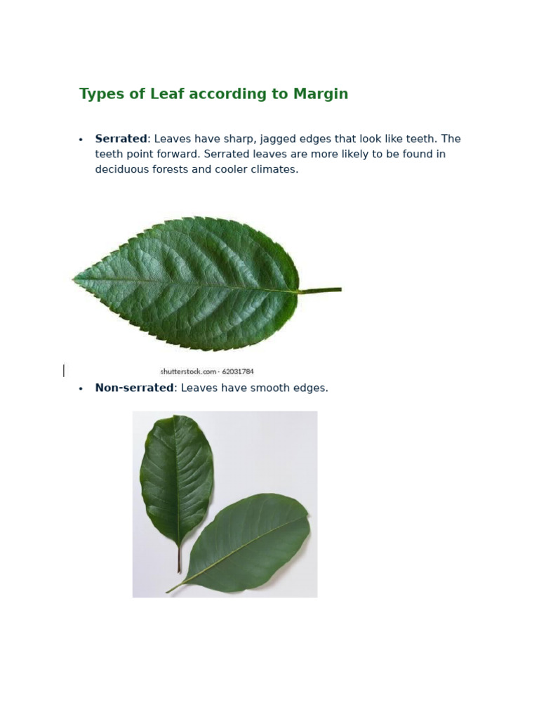 Types of Leaves by Margin Shape | PDF