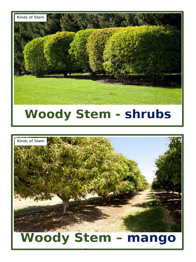 CA IM Stem | PDF