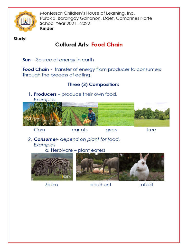 Food Chain Study Flashcards | PDF