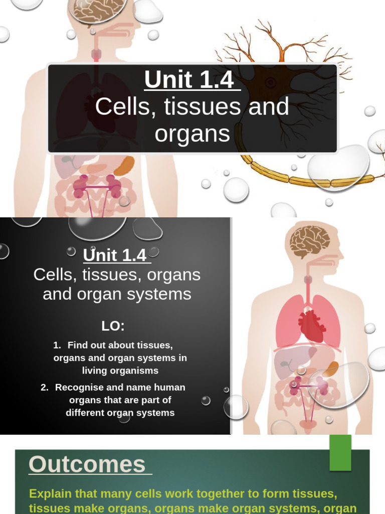 1.4 Cells Tissues and Organs | PDF | Tissue (Biology) | Epithelium