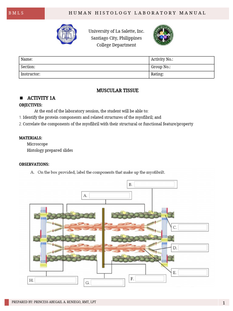 Human Histology Activity 4 | PDF | Skeletal Muscle | Muscle