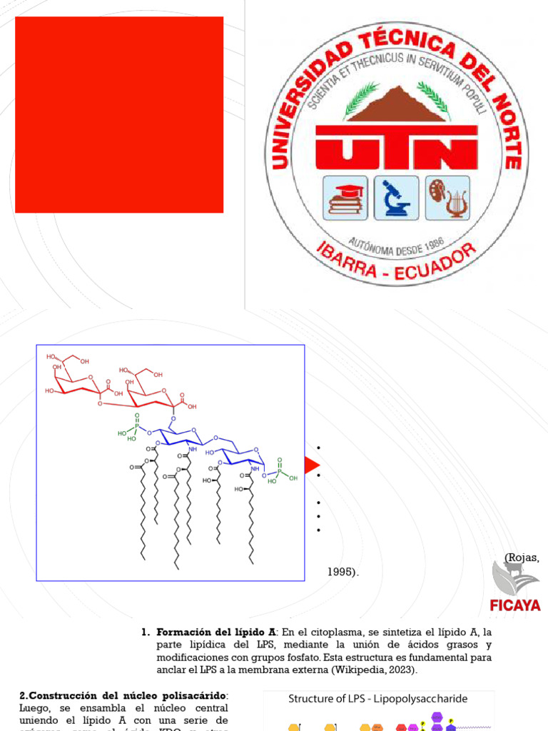 LIPOPOLISACARIDOS | PDF | Lipopolisacárido | Lípido