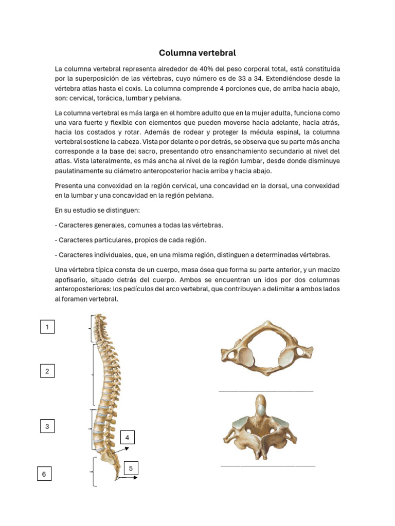 Estructura y Función de la Columna Vertebral | PDF
