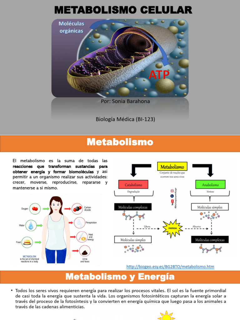 Cap. 5 Metabolismo Celular | PDF | Trifosfato de adenosina | Respiración celular