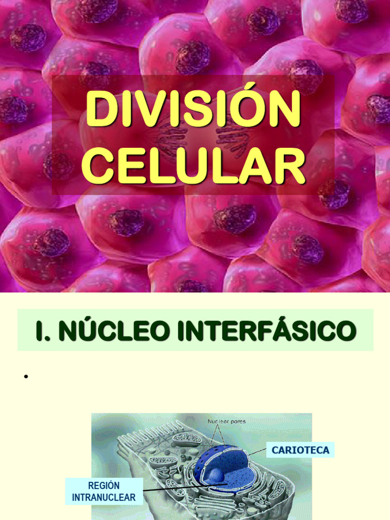 Division Celular | PDF | Mitosis | Mitosis