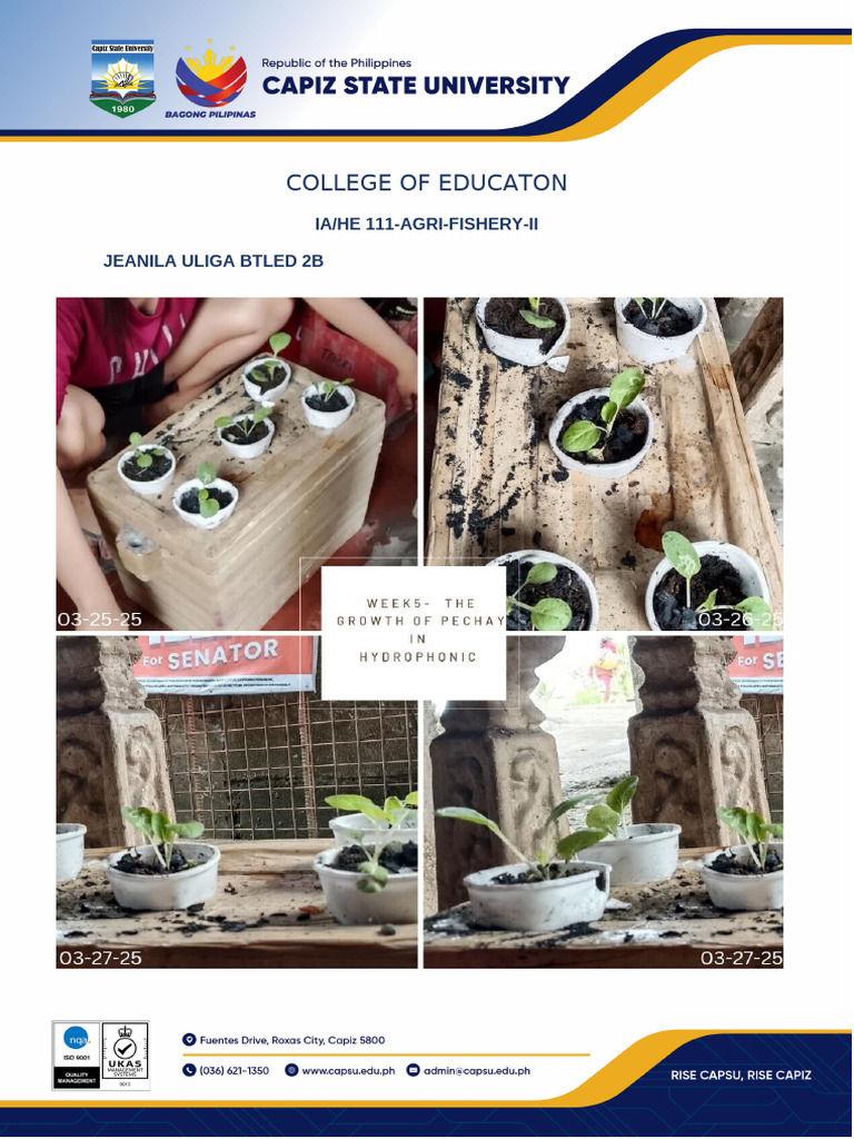 My Petchay's Journey | PDF