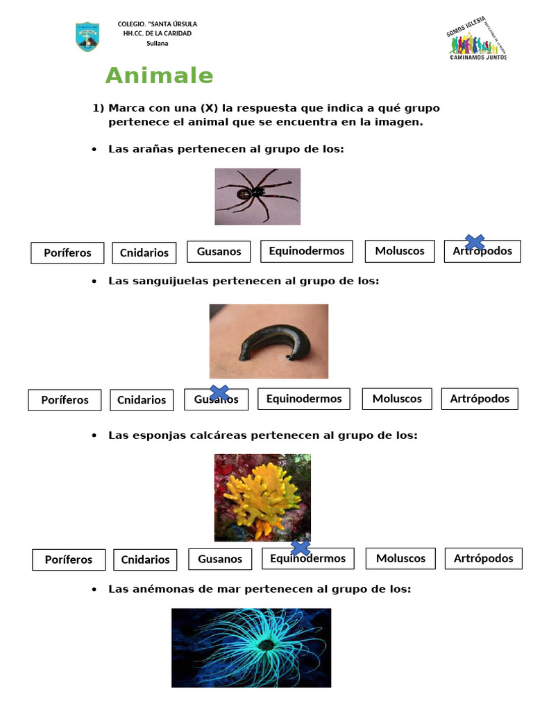 Clasificación de Animales por Grupos | PDF