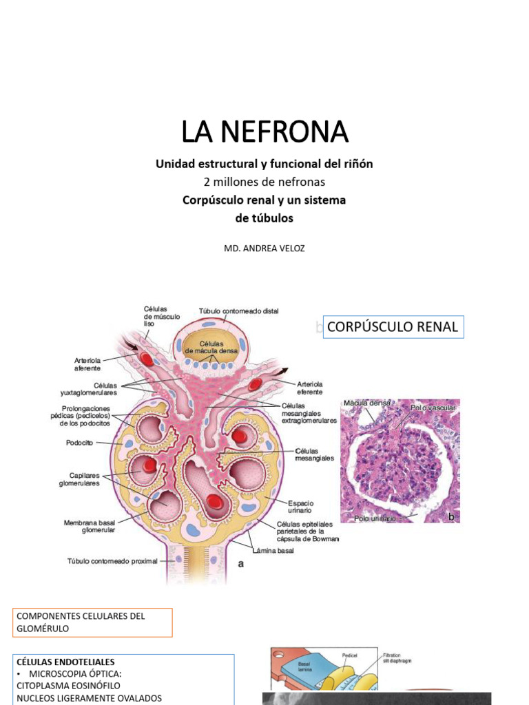 La Nefrona | PDF | Riñón | Anatomía