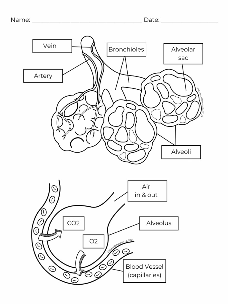 Alveoli and Gas Exchange Labeled #2 | PDF