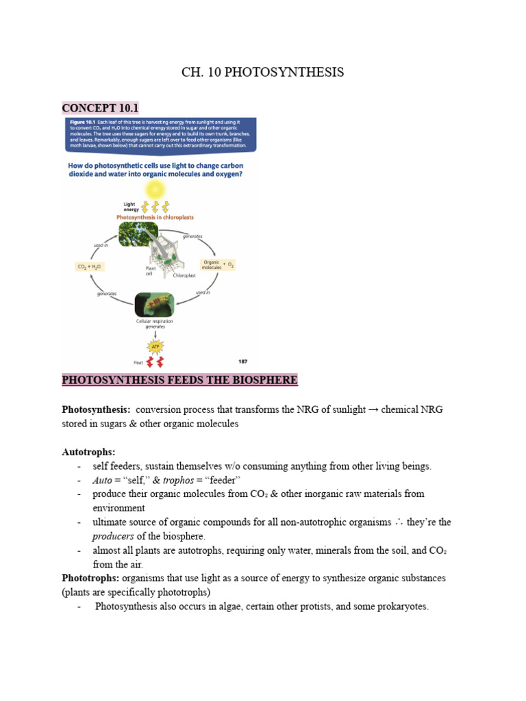 Ap Bio CH10. Photosynthesis | PDF
