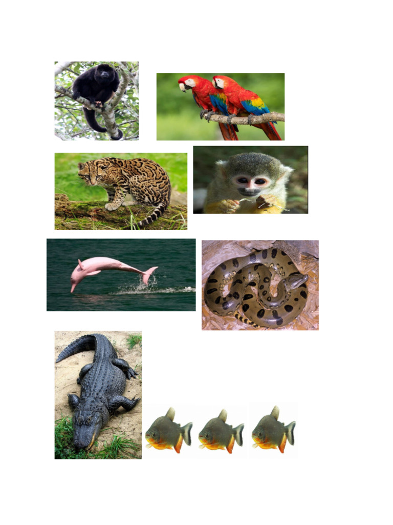 JAGUAR OCELOTE MONO AULLADOR MONO TITI | PDF