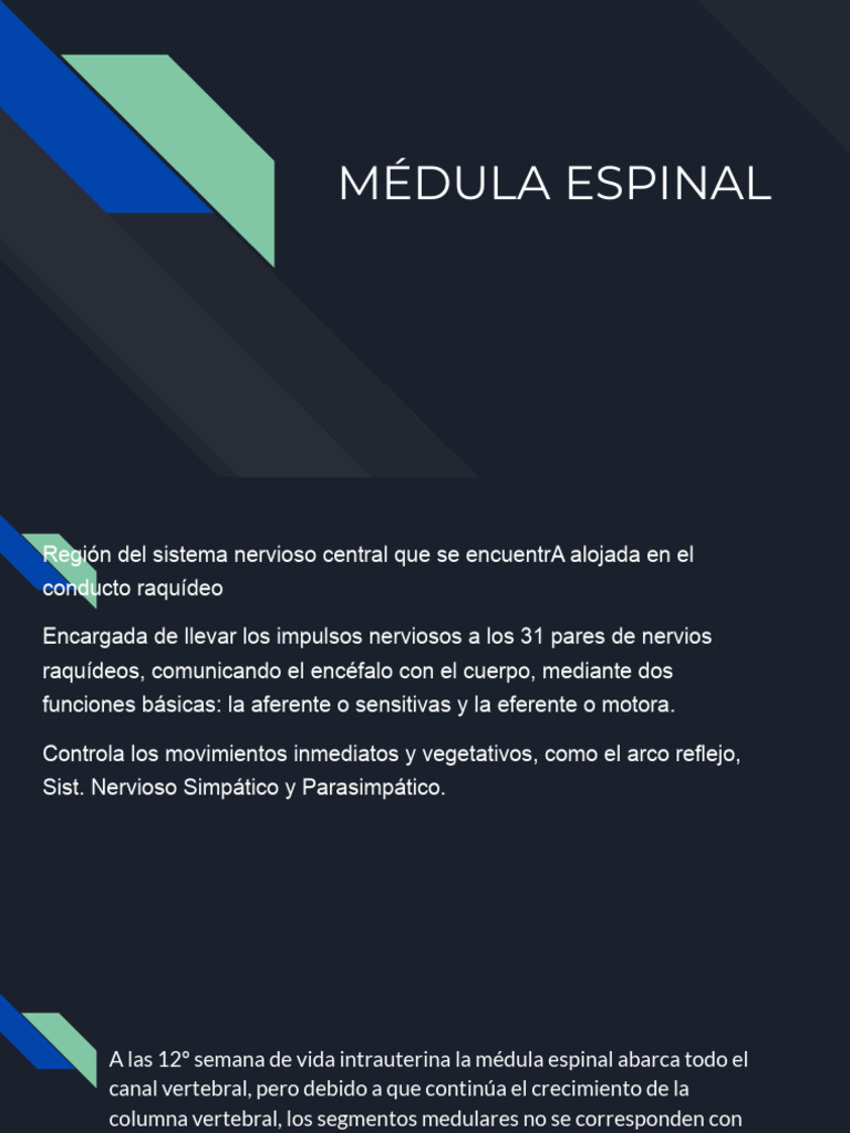 Médula Espinal - 1 | PDF | Médula espinal | Sistema nervioso