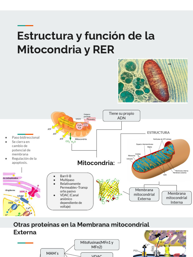 Estructura y Función de La Mitocondria y RER | PDF