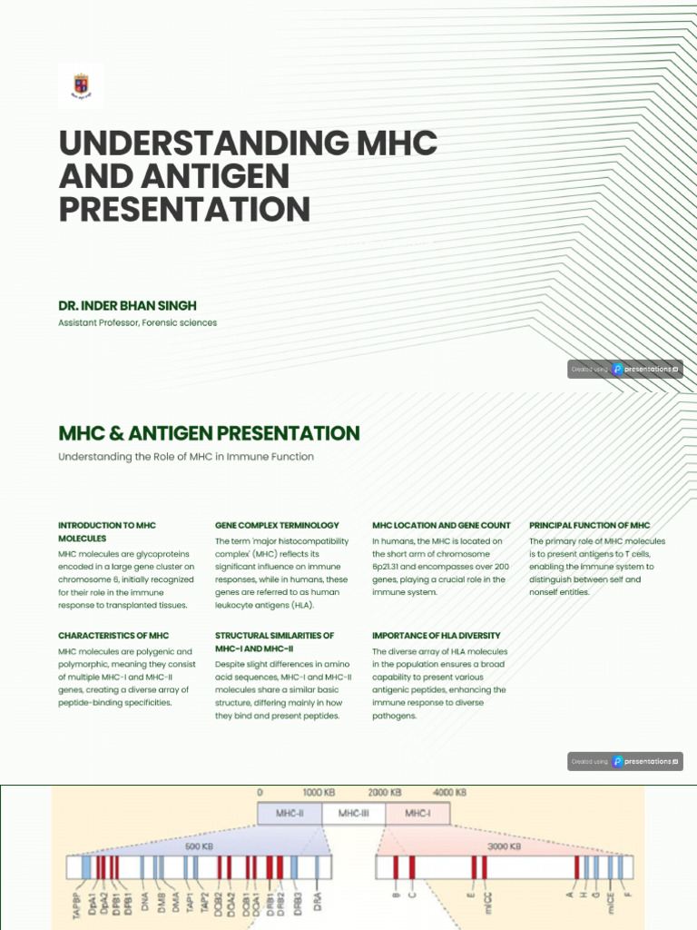MHC and Antigen Presentation | PDF