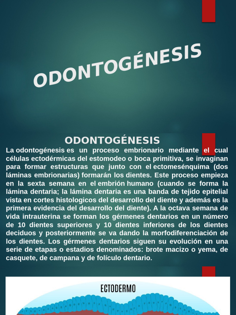 Odontogenesis | PDF