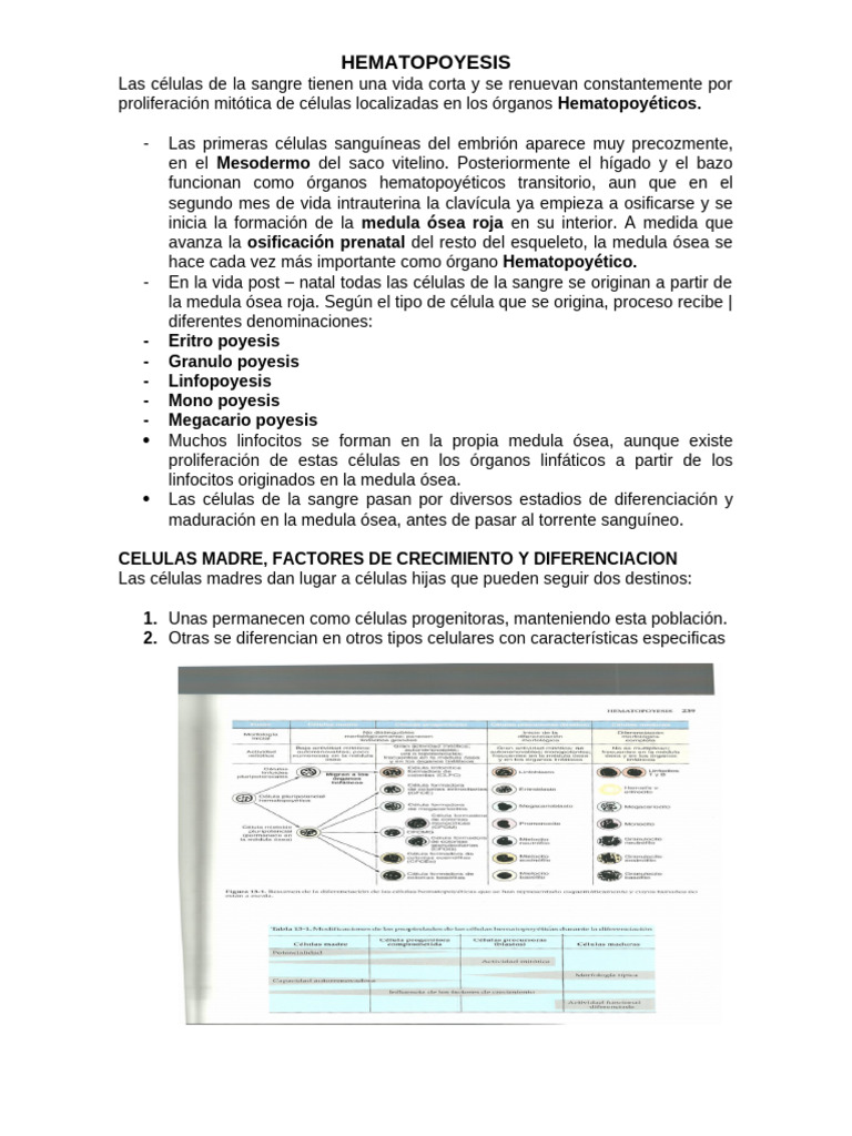 HEMATOPOYESIS | PDF | Hematopoyesis | Linfocitos