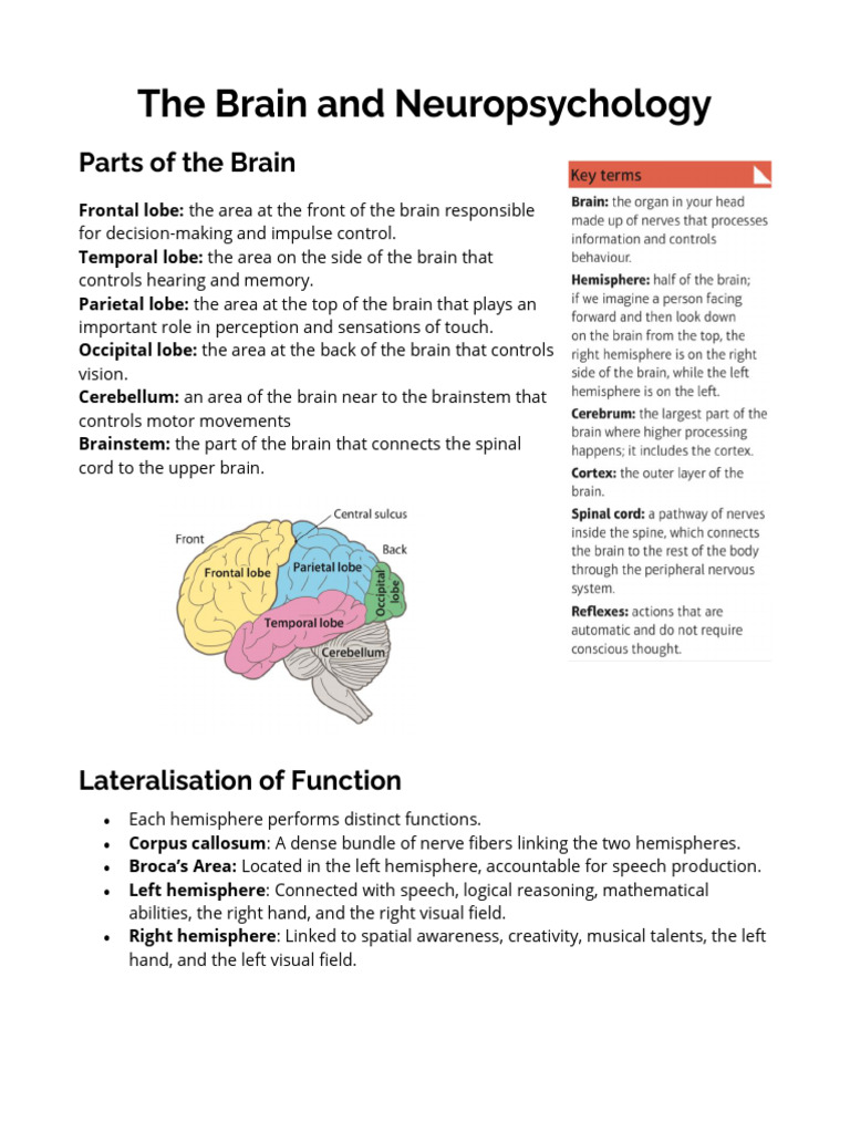 Brain & Neuropsychology | PDF | Central Nervous System | Nervous System