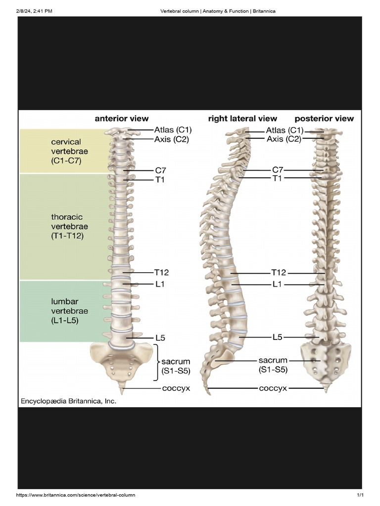 Vertebral Column | PDF