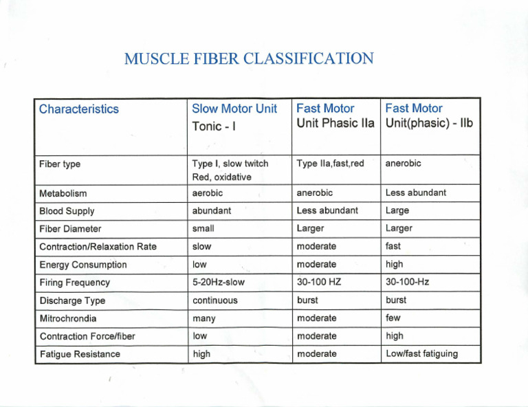 Muscle Fiber Classification 7fd27 | PDF
