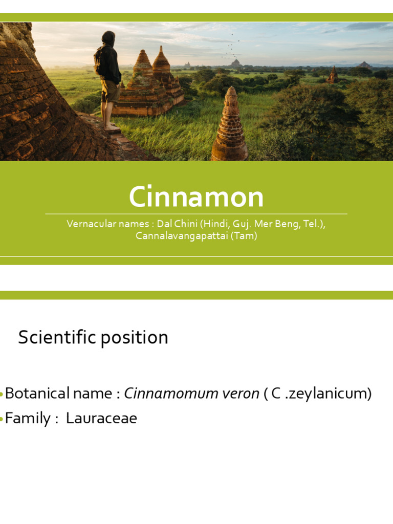 Cinnamon Cultivation and Uses | PDF | Cinnamon | Seed