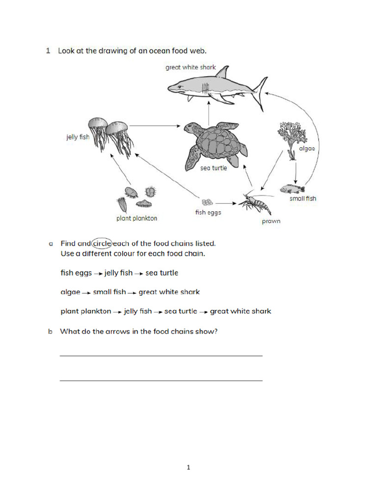 Food Chain | PDF