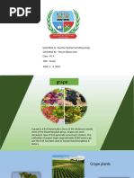 The Largest Bunch of Grapes | PDF | Vitis | Grape