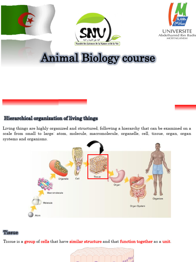 Epithelial Tissue-Skin MANSOURI Toufik | PDF | Epithelium | Collagen
