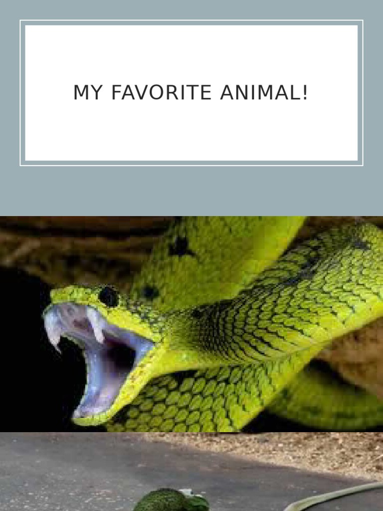 My Favorite Animal! | PDF