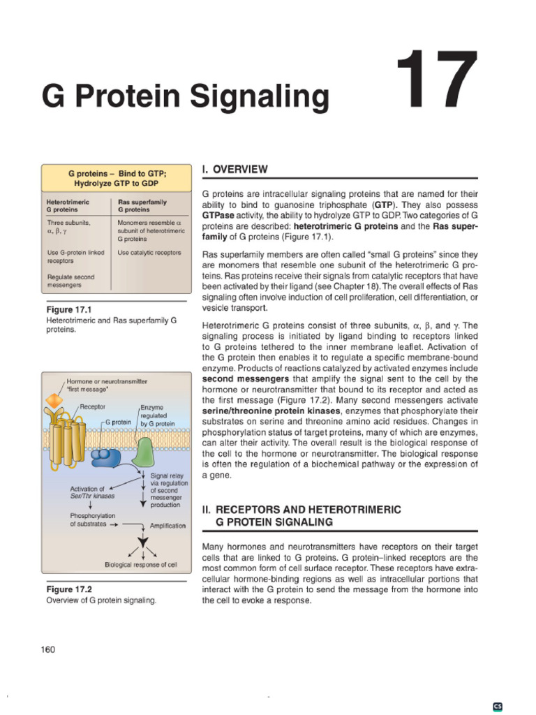 G Protein Signalling(1) | PDF