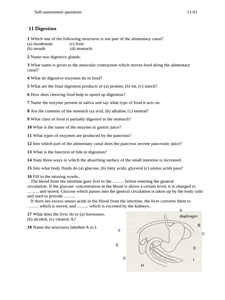 Digestive System Self-Assessment Questions | PDF