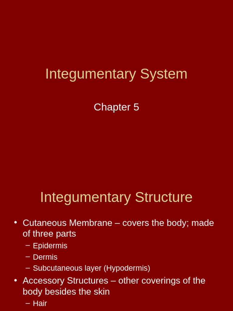 Chapter 5 - Integumentary System | PDF | Integumentary System | Skin