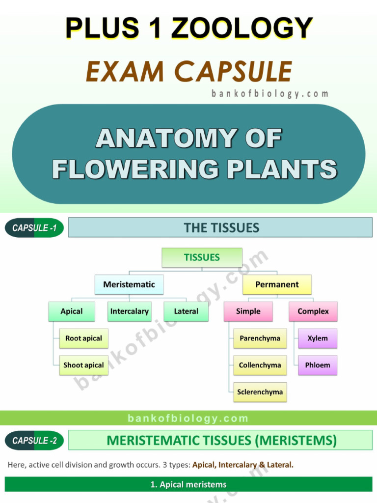 6 Anatomy of Flowering Plants - EXAM CAPSULE Pic | PDF