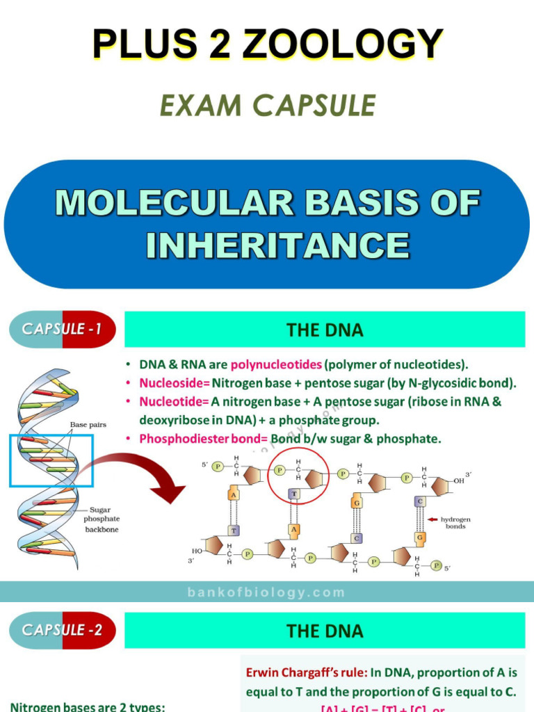 6 Molecular basis of inheritance exam capsule pic ppt | PDF