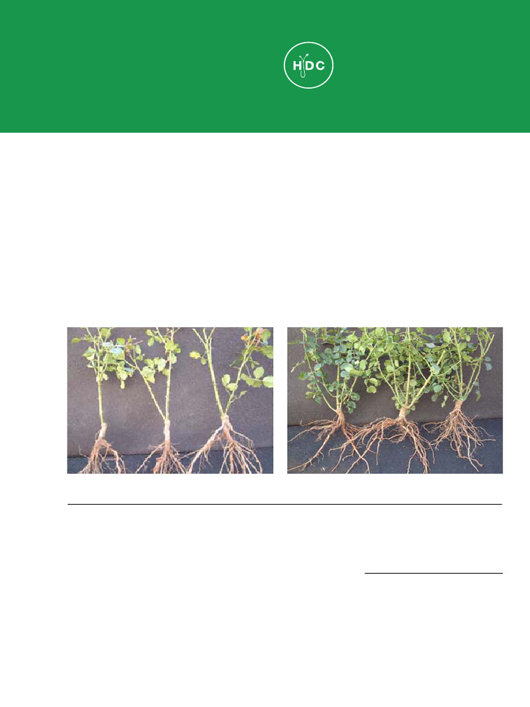 18 - 02 Increasing Basal Shoot Production | PDF | Plant Hormone | Cultivar