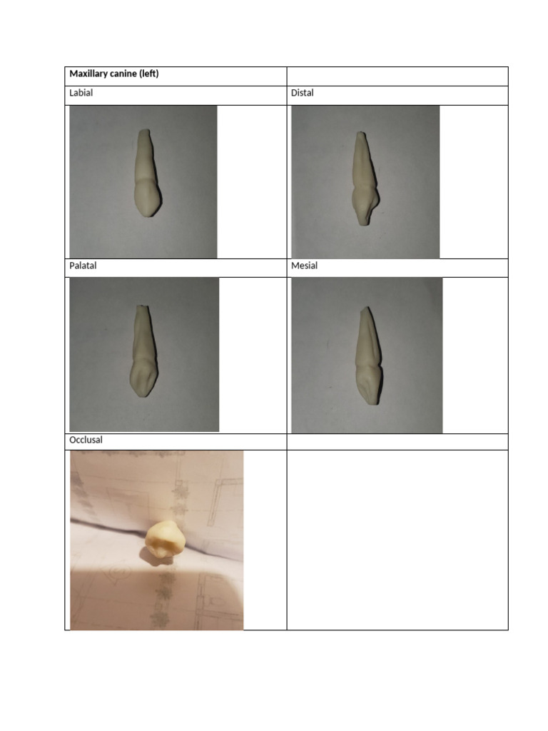 Teeth Curvings | PDF