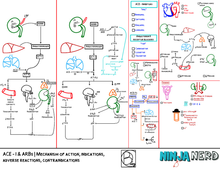 ACE-I & ARBs Mechanism of Action, Indications, Adverse Reactions ...