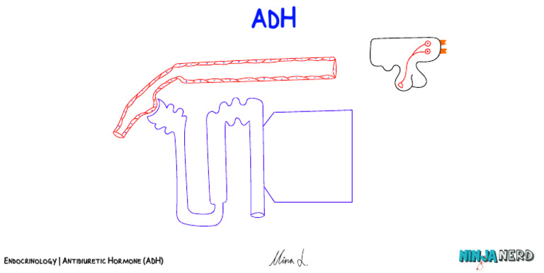 Antidiuretic Hormone (ADH) | PDF